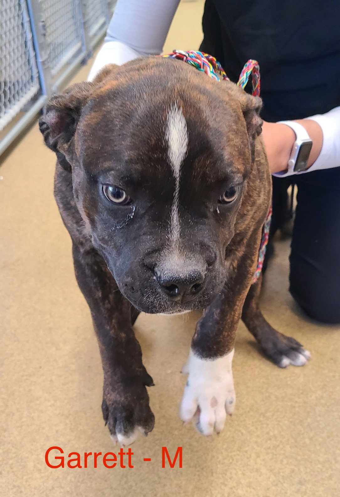 Dog for Adoption - Garrett, a English Bulldog in Joliet, IL | Alpha Paw