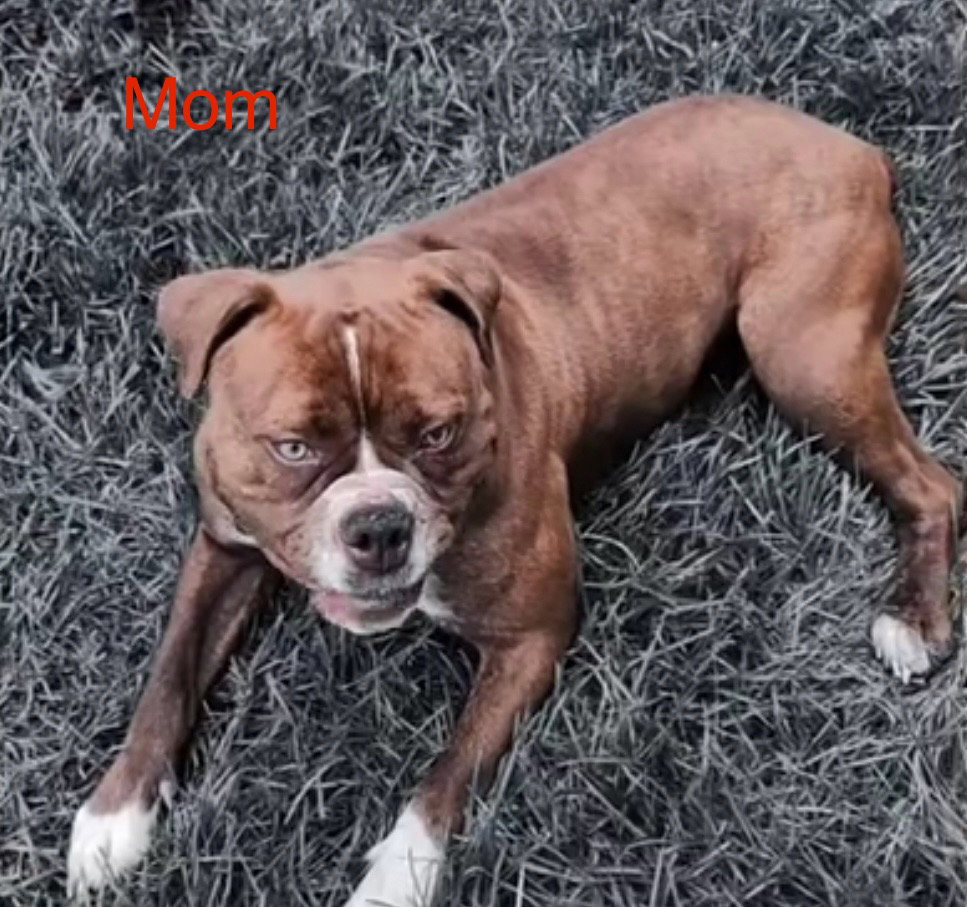 Dog for Adoption - Garrett, a English Bulldog in Joliet, IL | Alpha Paw