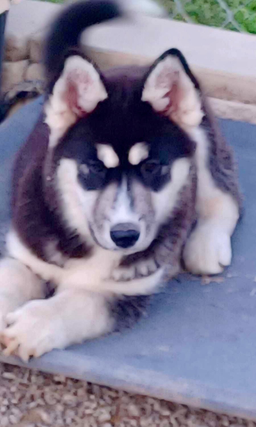 Dog adoption in Hillside, IL 60162: Husky / Mixed (medium coat) Dog ...