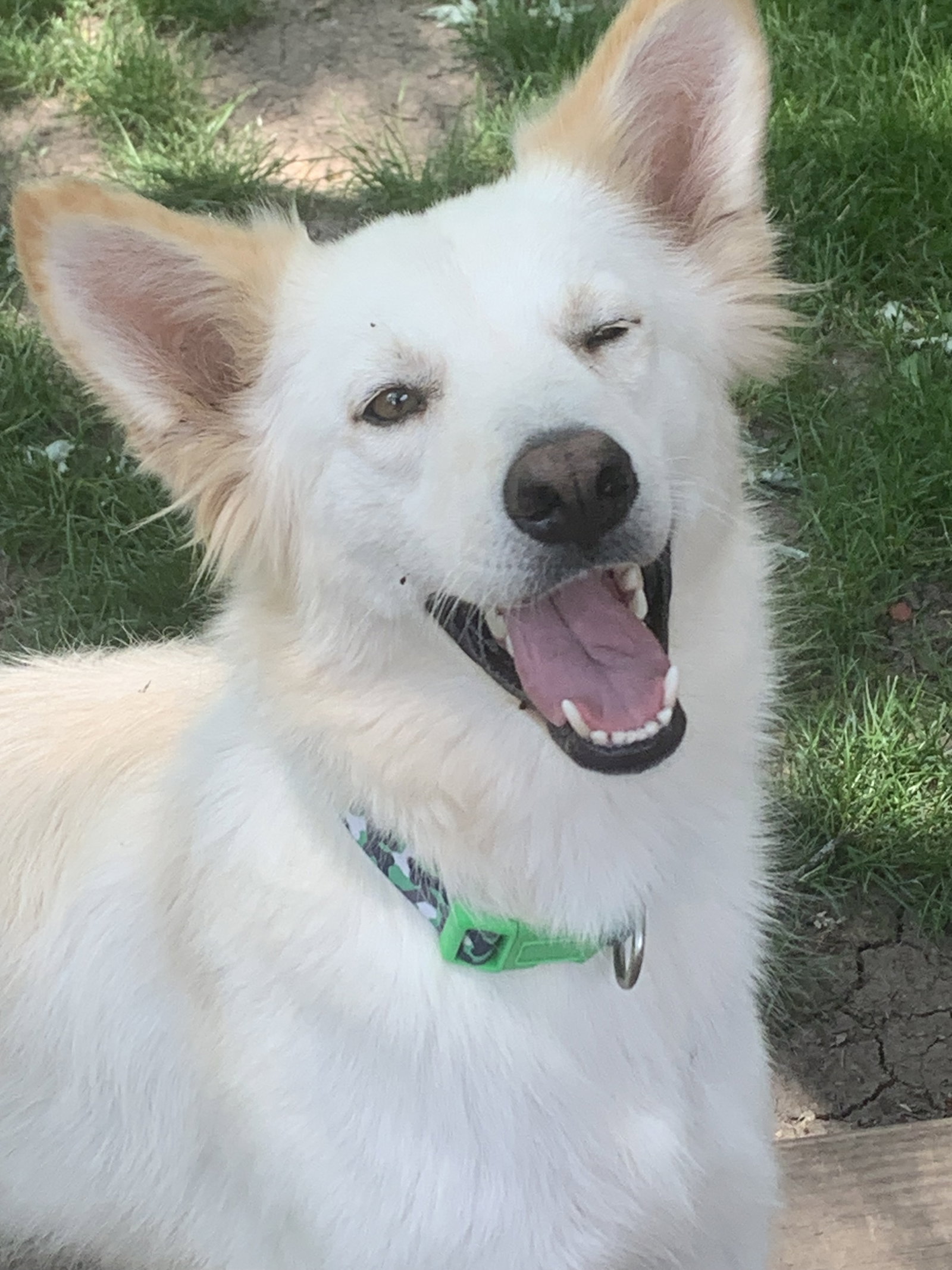 Dog for Adoption - Yuru, a White Swiss Shepherd Dog (Swiss Berger) in ...