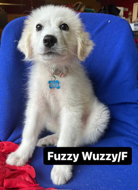 Dog for Adoption - Fuzzy Wuzzy, a Great Pyrenees in Lindenhurst, IL ...