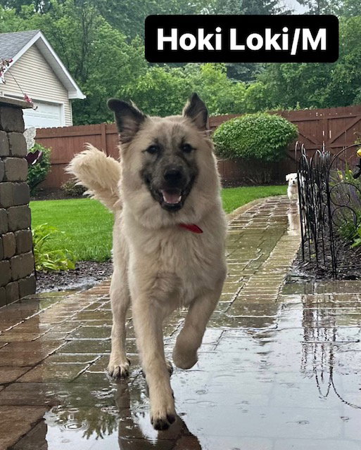 Dog for Adoption - Hoki Loki, a Great Pyrenees in Libertyville, IL ...