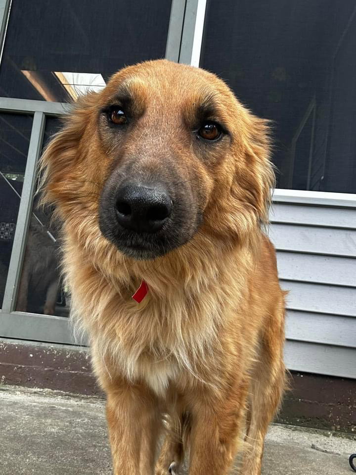 Dog for Adoption - Layla, a Shepherd in Crown Point, IN | Alpha Paw