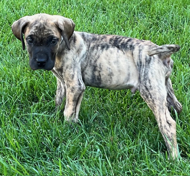 Dog for Adoption - Hootch, a Presa Canario in Joliet, IL | Alpha Paw