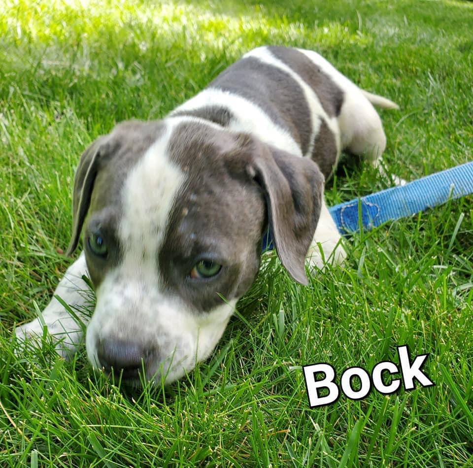 Dog for Adoption - Bock, a Australian Cattle Dog/Blue Heeler in Royal ...