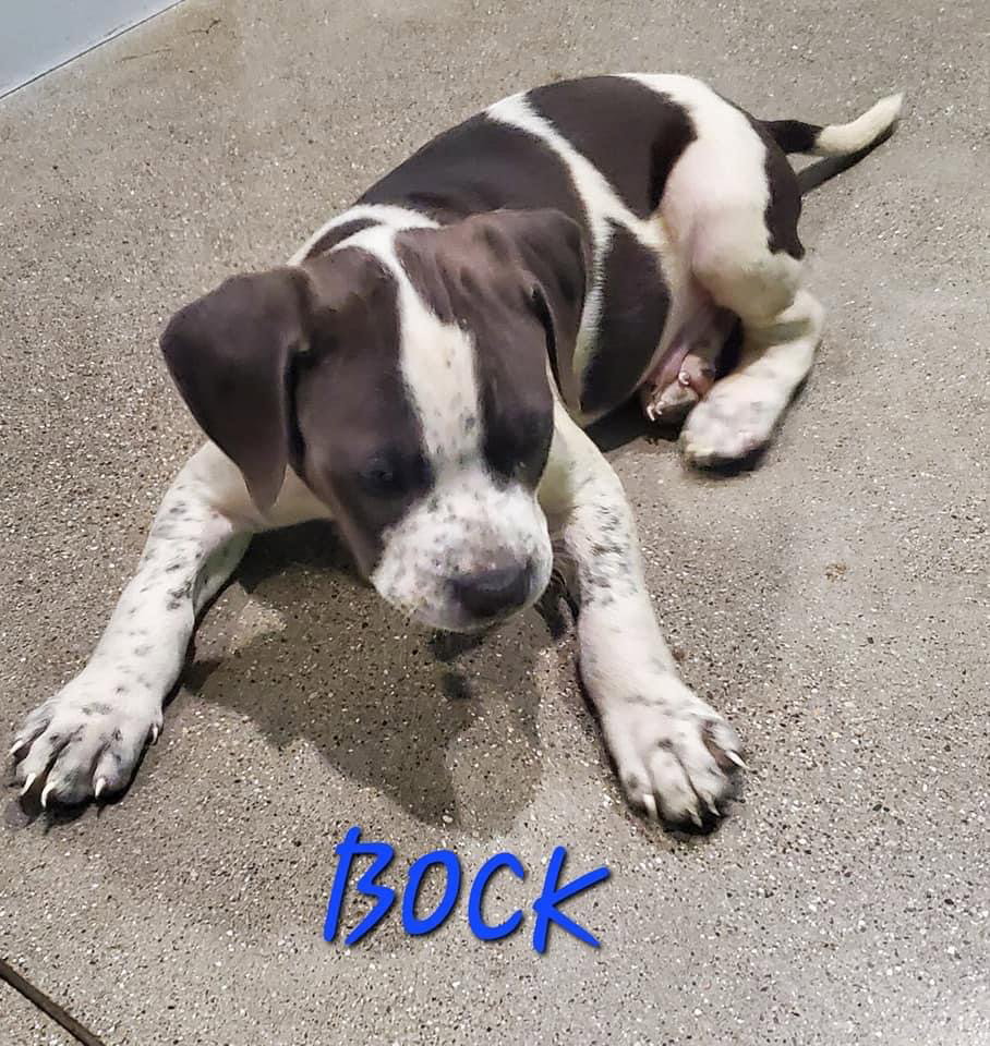 Dog for Adoption - Bock, a Australian Cattle Dog/Blue Heeler in Royal ...