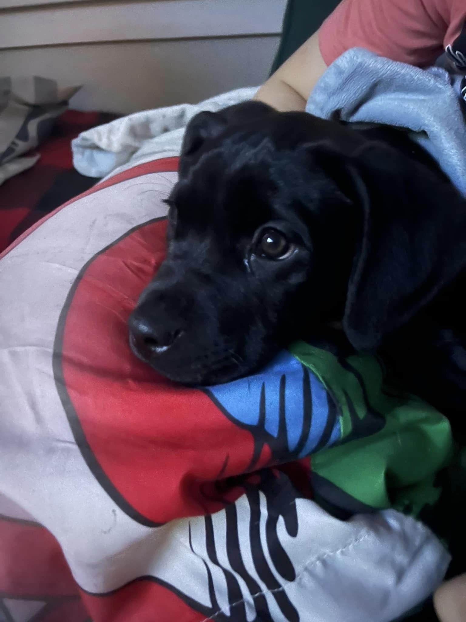 Dog for Adoption - Ace, a Labrador Retriever in North Branch, MI ...