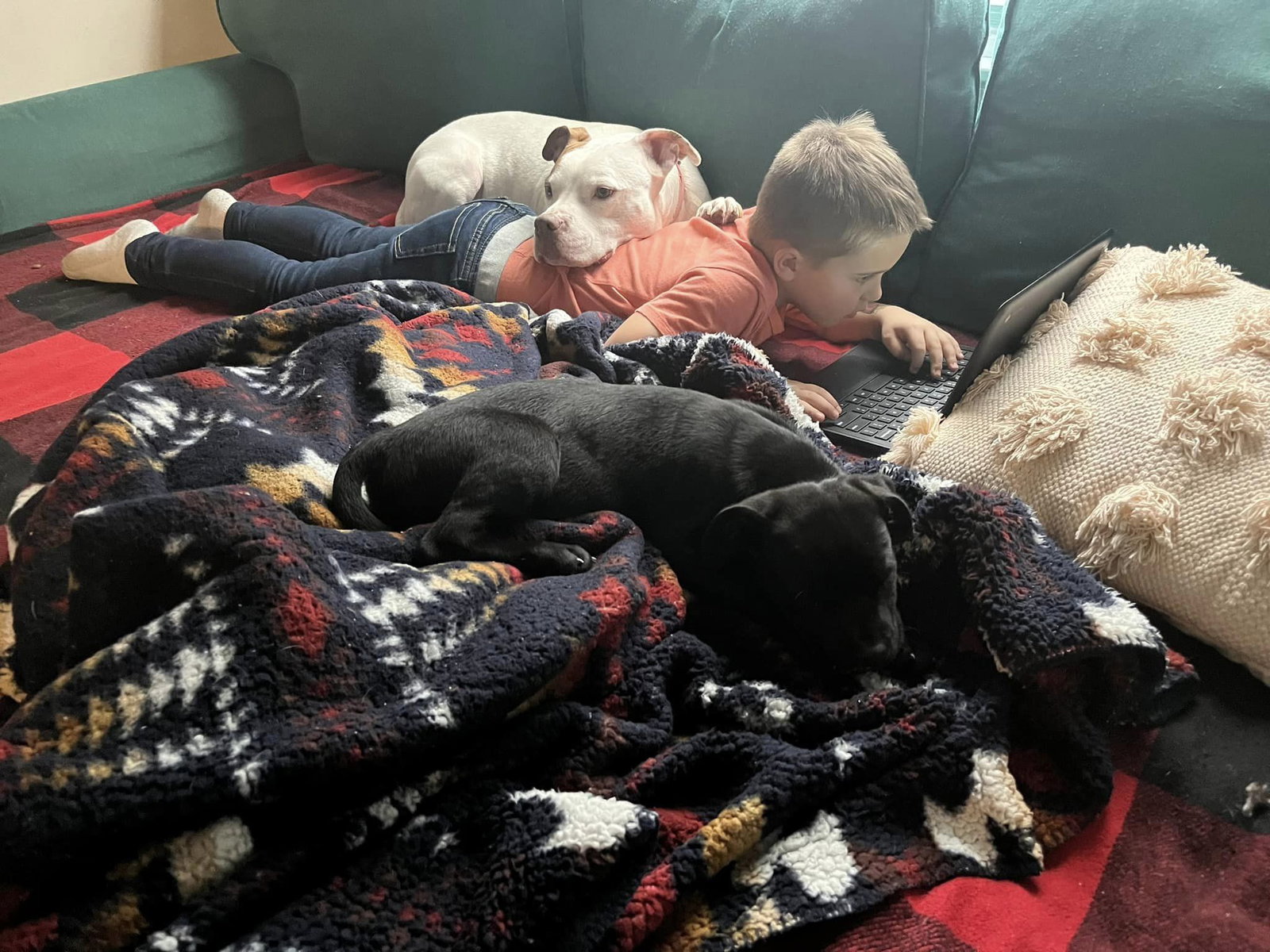 Dog for Adoption - Ace, a Labrador Retriever in North Branch, MI ...