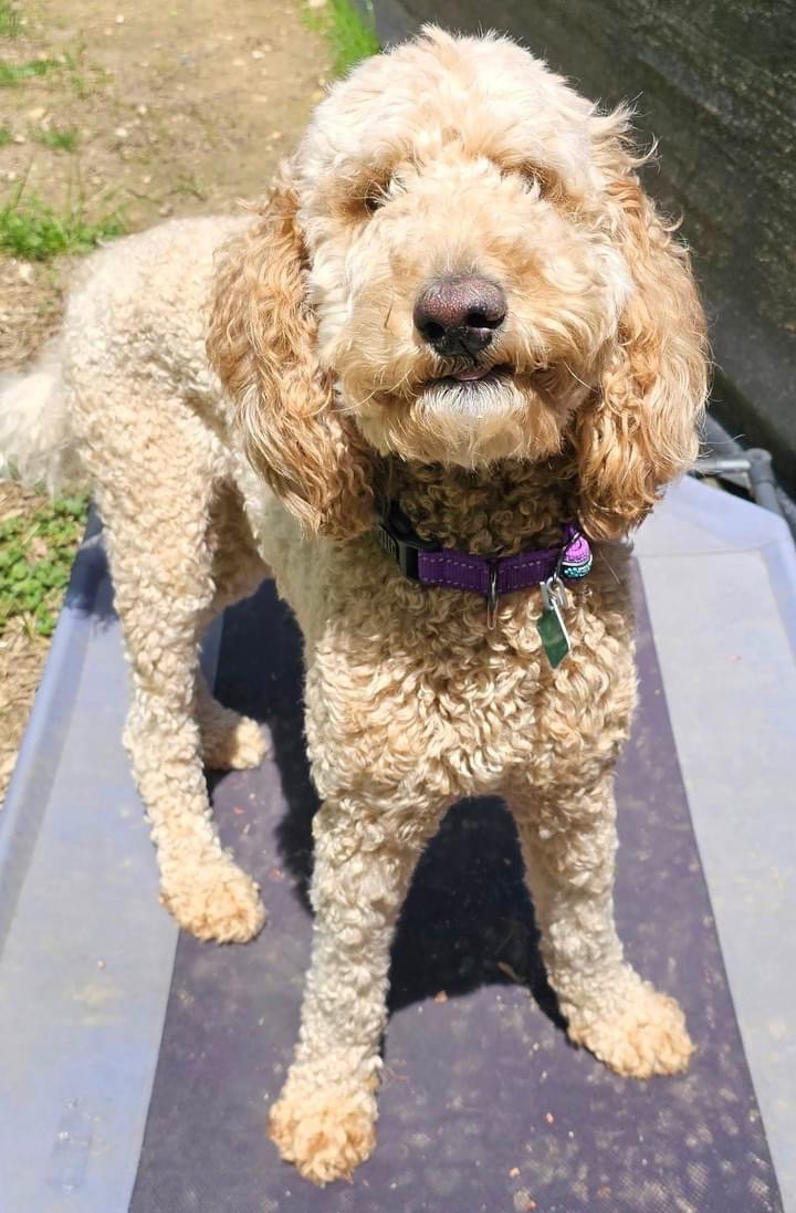Dog for Adoption - Penelope *Has Addisons- PLEASE READ*, a Poodle ...