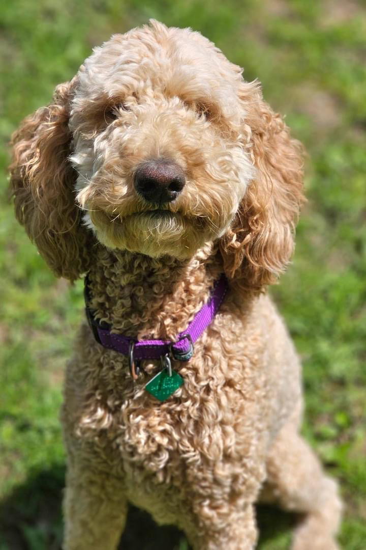 Dog for Adoption - Penelope *Has Addisons- PLEASE READ*, a Poodle ...
