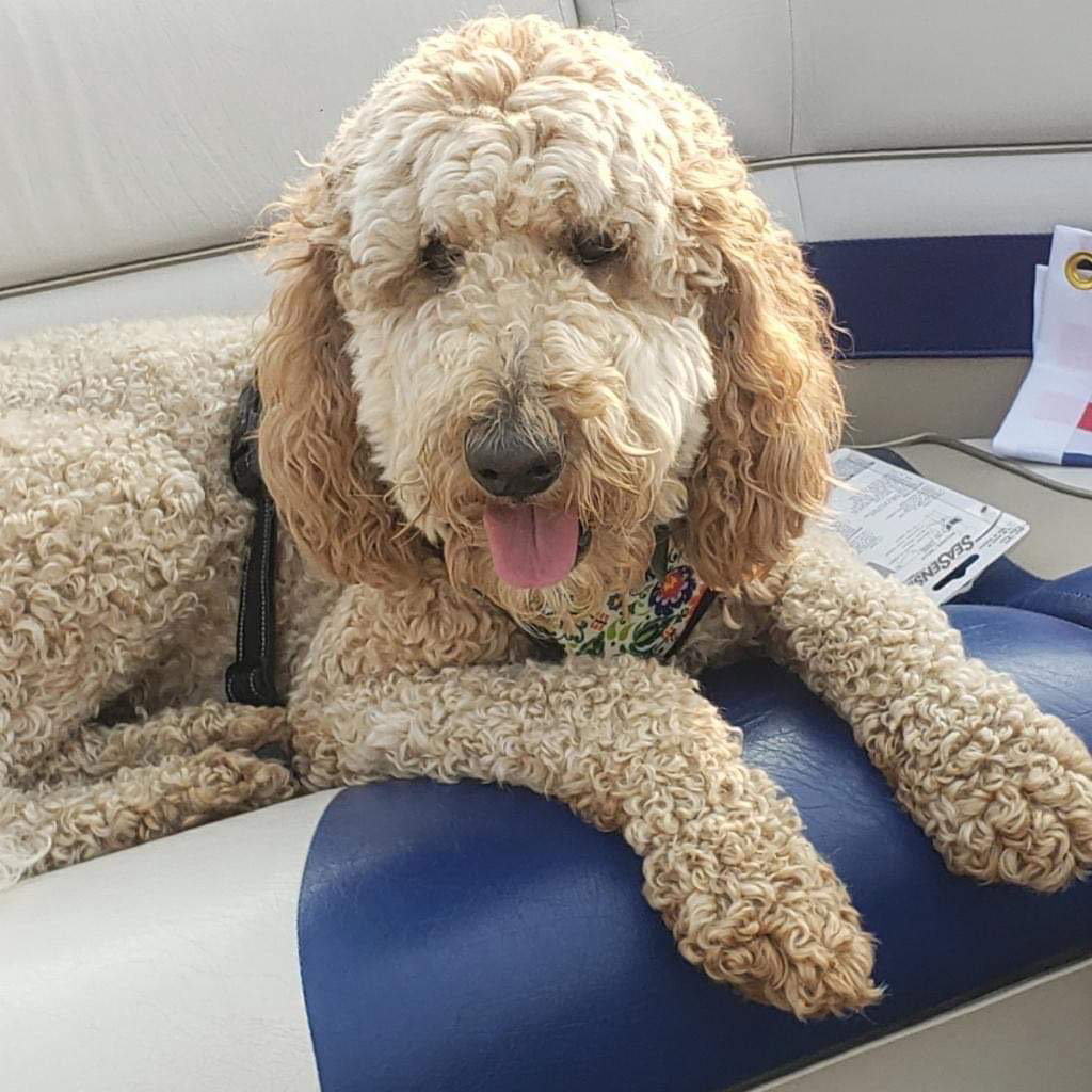 Dog for Adoption - Penelope *Has Addisons- PLEASE READ*, a Poodle ...