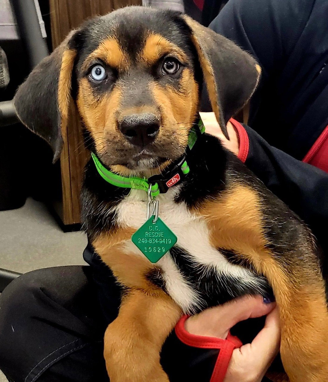 Dog for Adoption - Brandon Blackhawk, a Rottweiler in Livonia, MI ...
