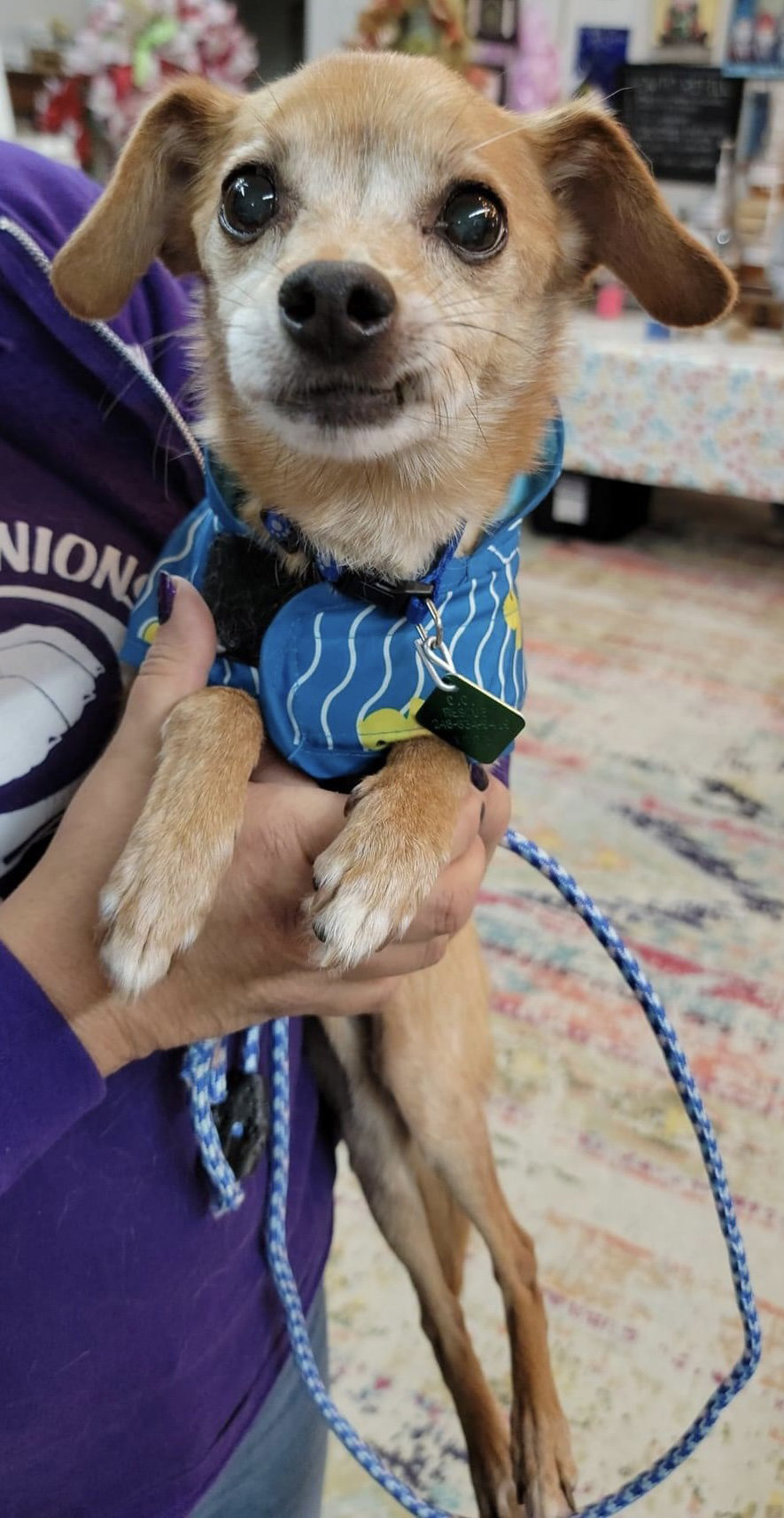 Dog for Adoption - Tootsie, a Chihuahua in Pinckney, MI | Alpha Paw