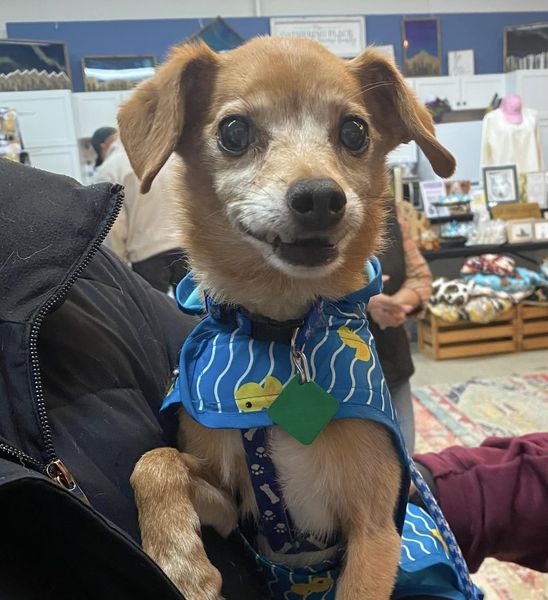 Dog for Adoption - Tootsie, a Chihuahua in Pinckney, MI | Alpha Paw