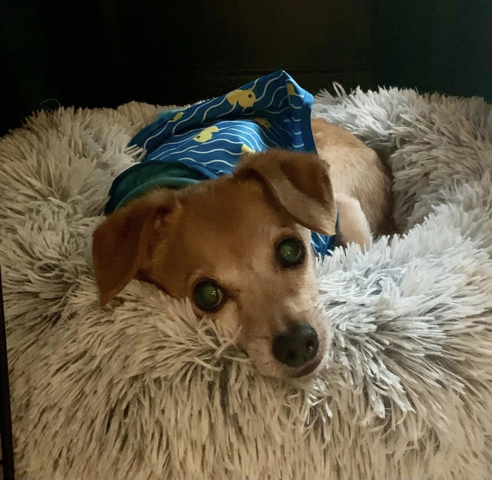 Dog for Adoption - Tootsie, a Chihuahua in Pinckney, MI | Alpha Paw
