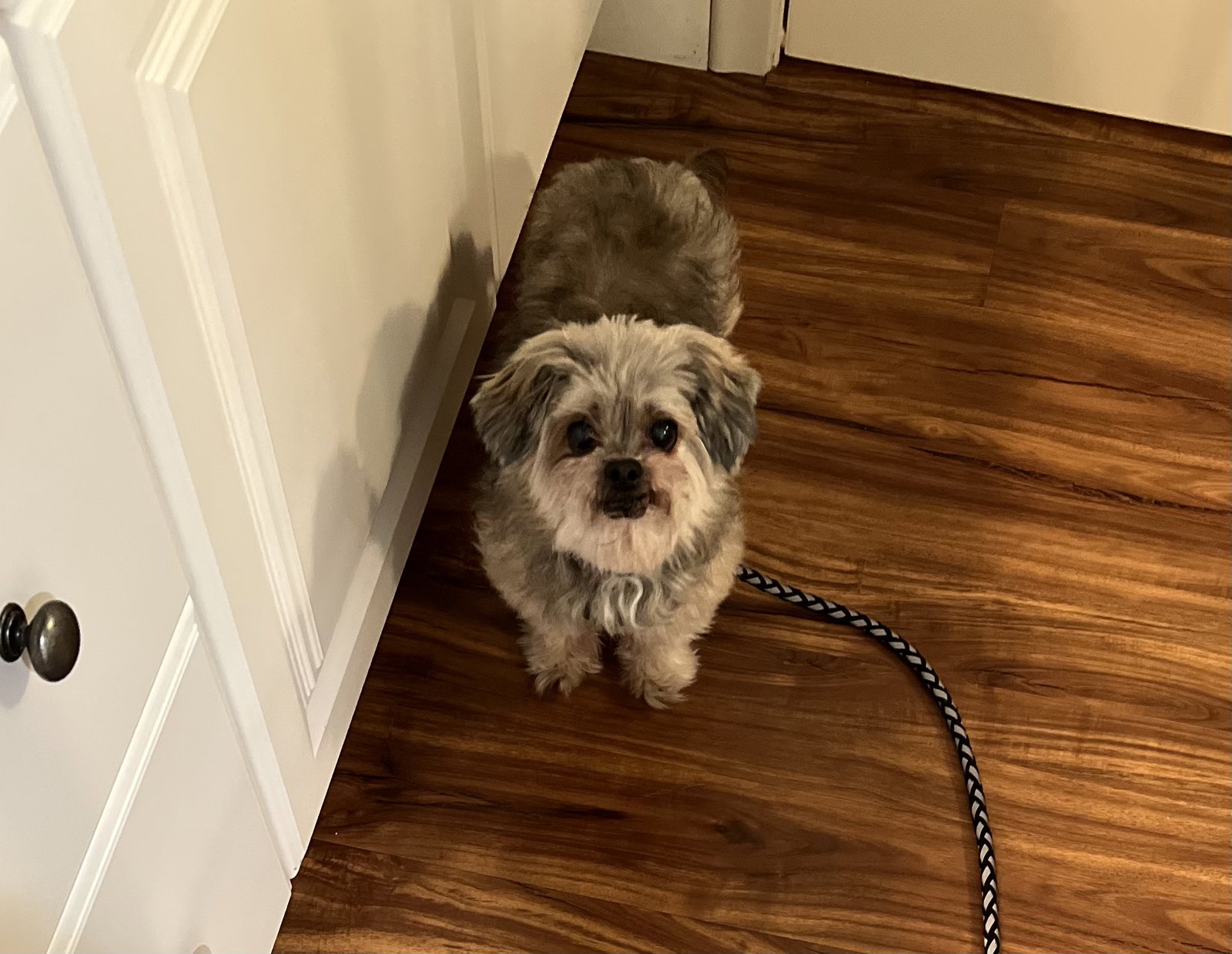 Dog for Adoption - Roman, a Shih Tzu in Sterling Heights, MI | Alpha Paw