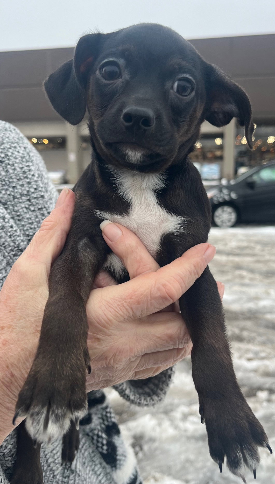 Dog for Adoption - Mic, a Miniature Pinscher in Bloomfield Hills, MI ...