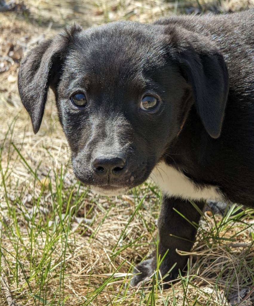 Dog adoption in Clarkston, MI 48347: Labrador Retriever / Mixed Dog "Mario"