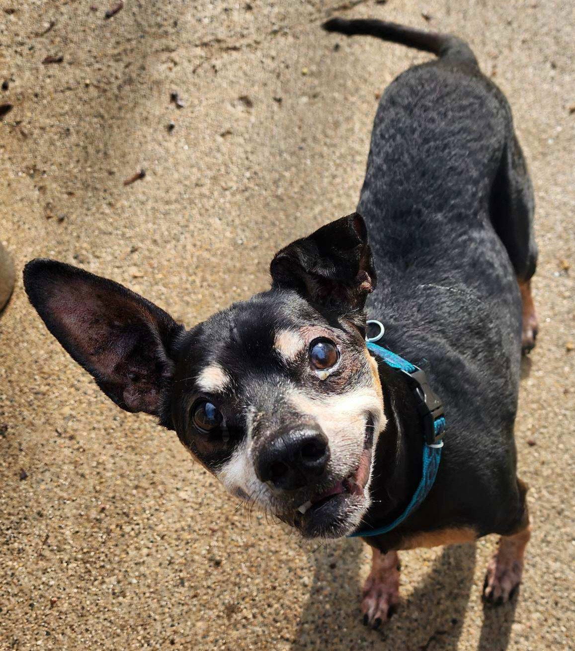 Dog for Adoption - Mr. Max The Perfect Gentleman, a Miniature Pinscher ...
