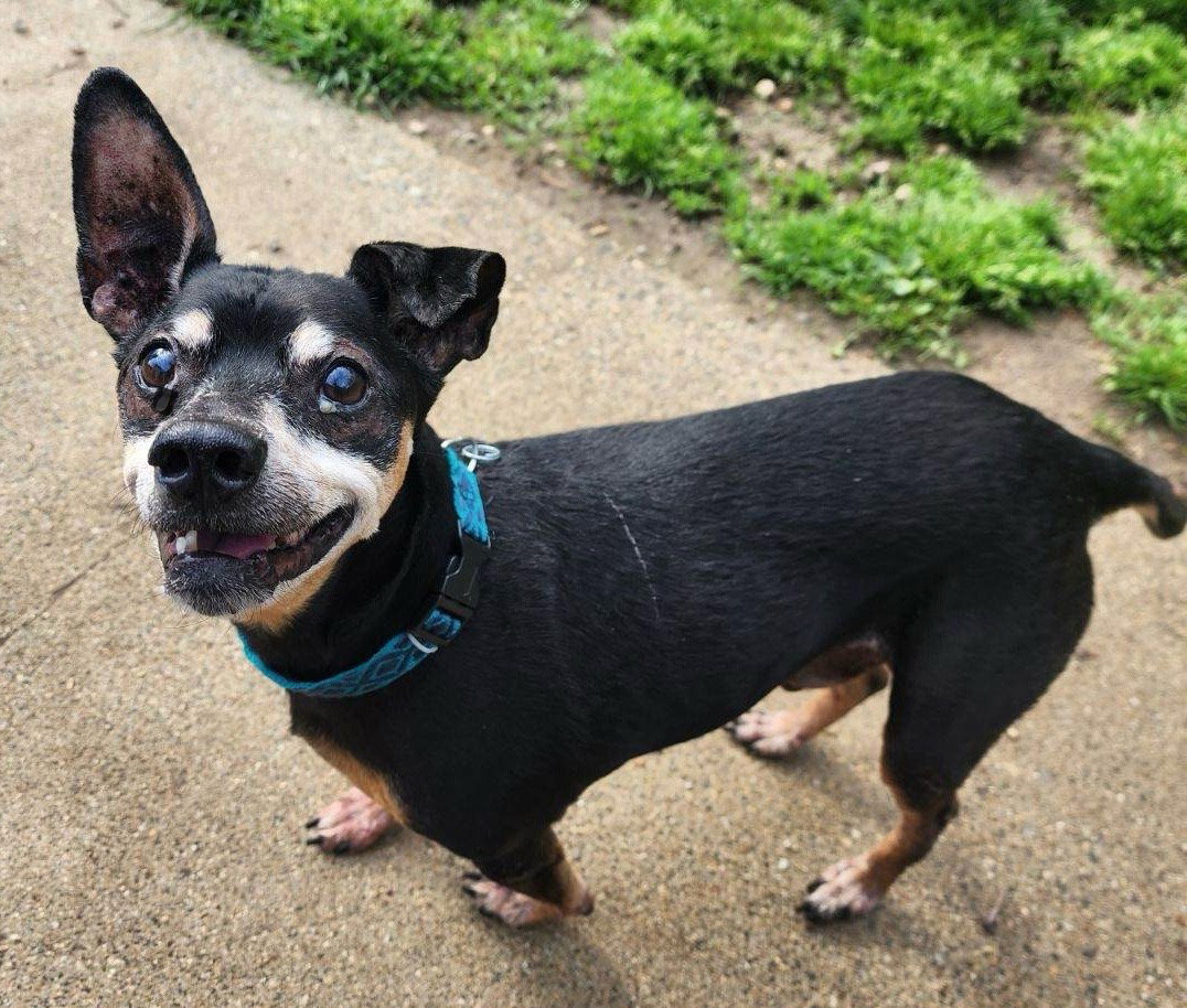 Dog for Adoption - Mr. Max The Perfect Gentleman, a Miniature Pinscher ...