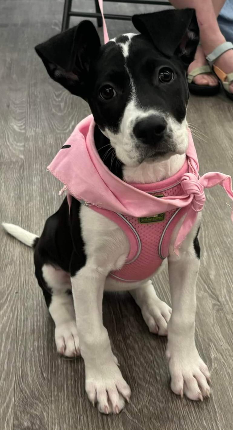 Dog for Adoption - Charli *BEST EARS EVER*, a Labrador Retriever in ...
