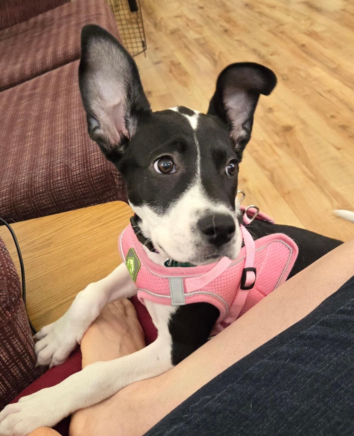 Dog for Adoption - Charli *BEST EARS EVER*, a Labrador Retriever in ...