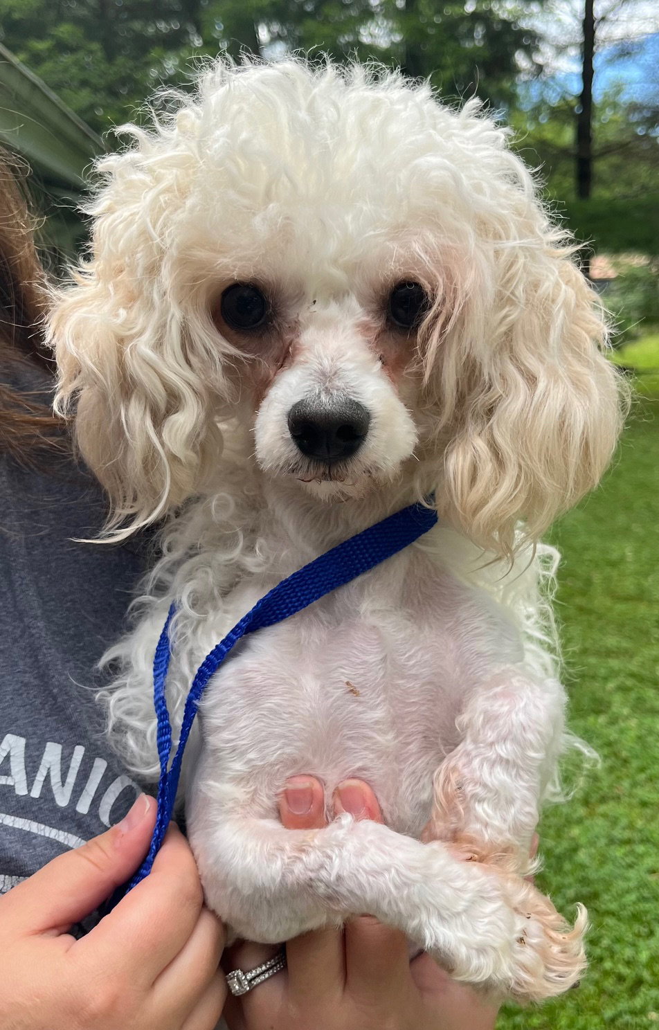 Dog for Adoption - Richard, a Maltese in Whitmore Lake, MI | Alpha Paw