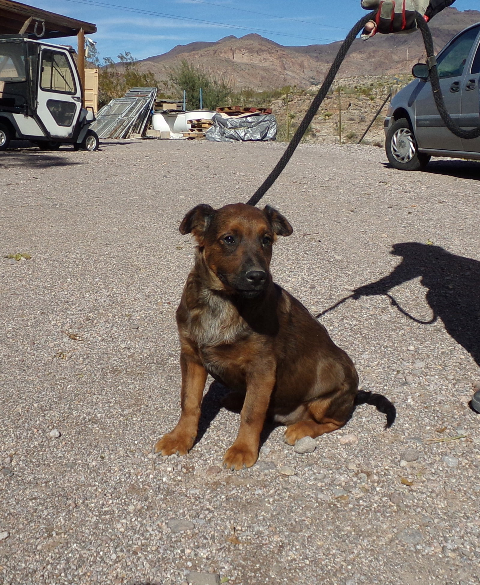 Dog for Adoption - Caspian, a Australian Shepherd in Laughlin, NV ...