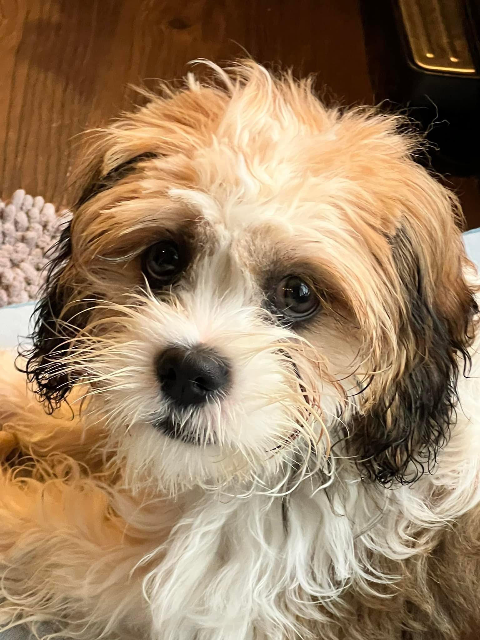 Dog for Adoption - Winston, a Shih Tzu in Madison Lake, MN | Alpha Paw