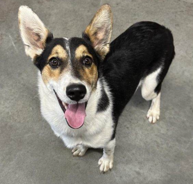 Dog adoption in Bridgewater, NJ 08807: Welsh Corgi / Mixed (short coat ...