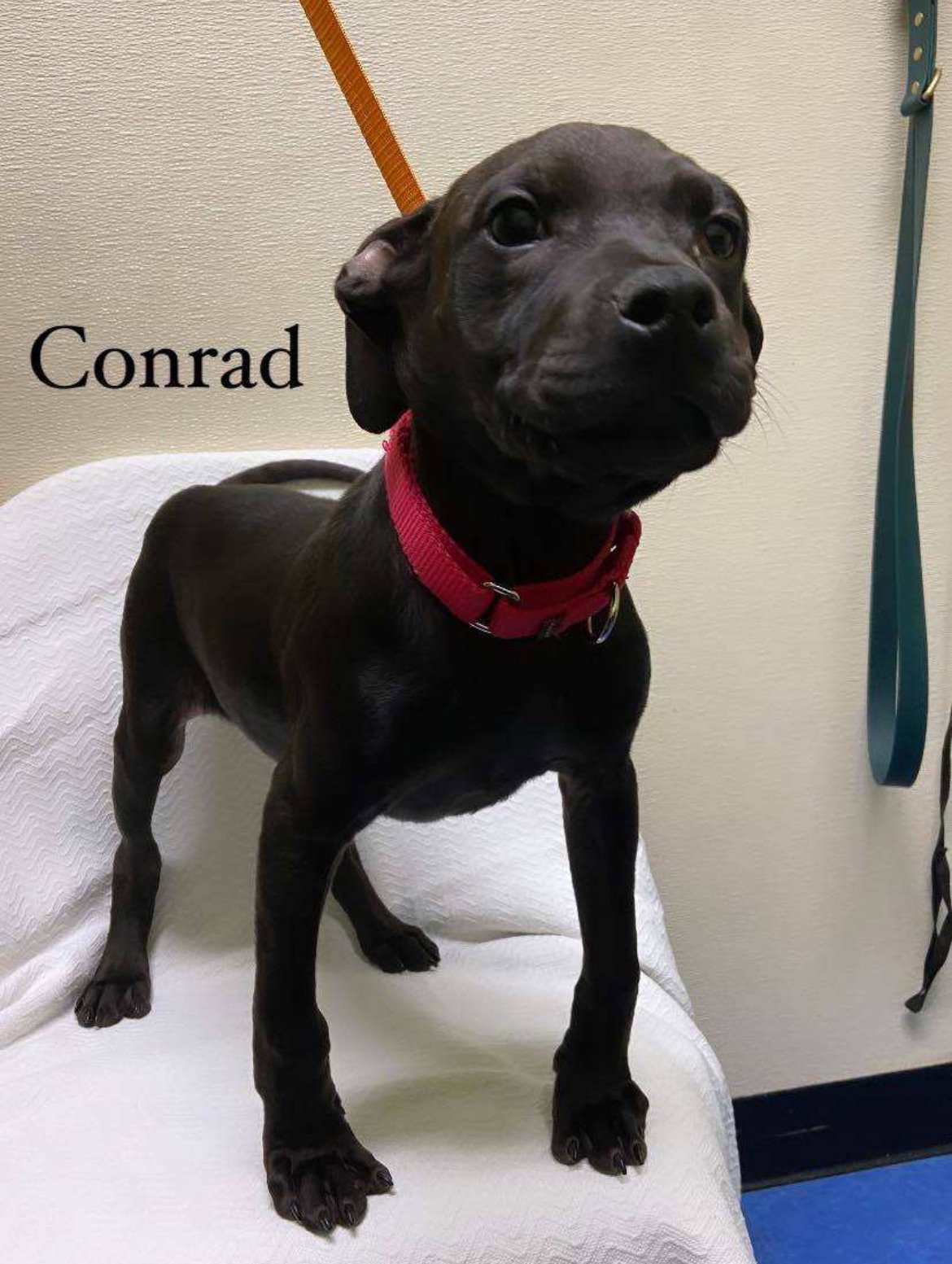 Dog for Adoption - Conrad, a Labrador Retriever in Middlesex County, NJ ...