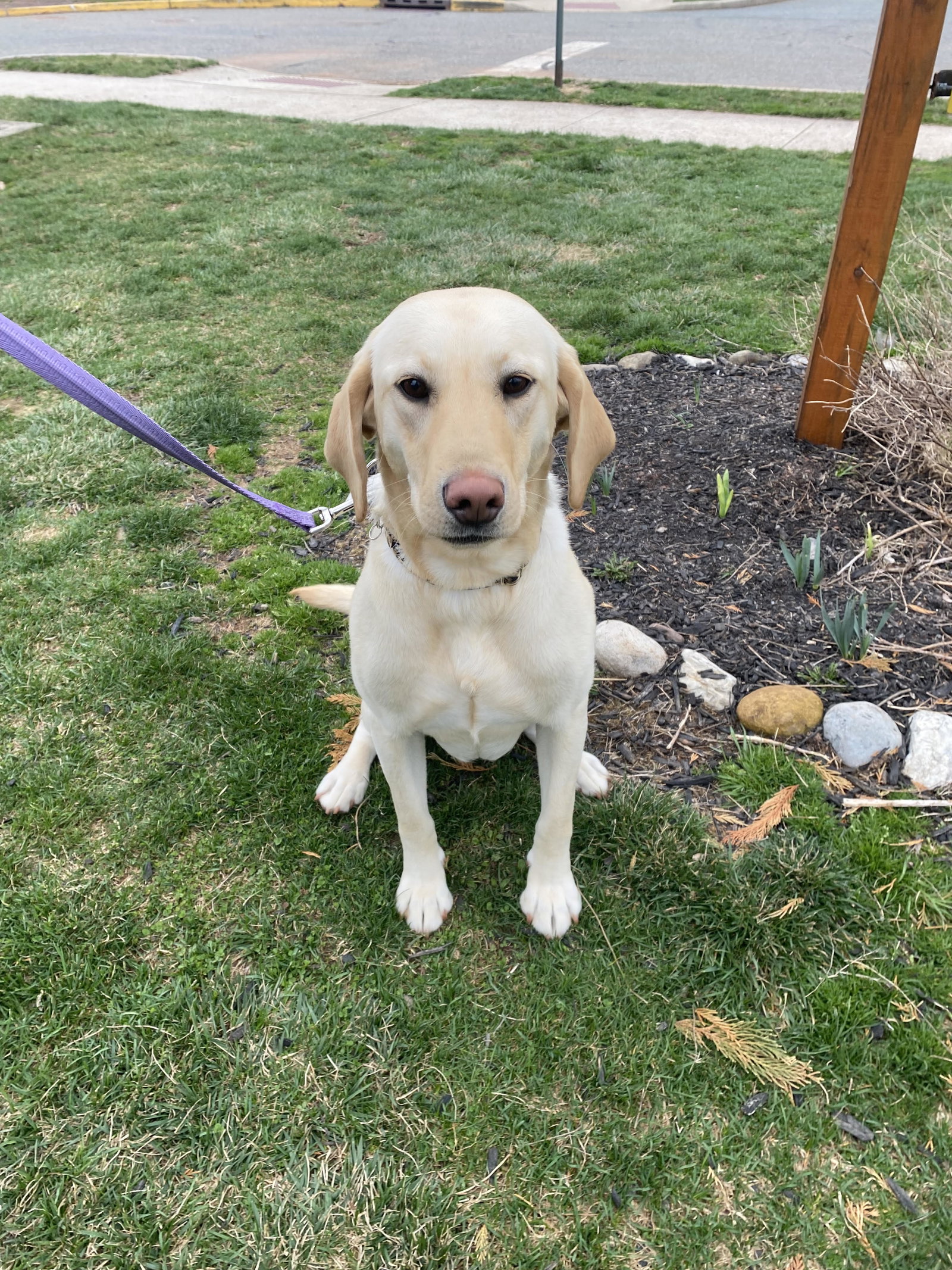 Dog adoption in Bridgewater, NJ 08807: Labrador Retriever (short coat ...