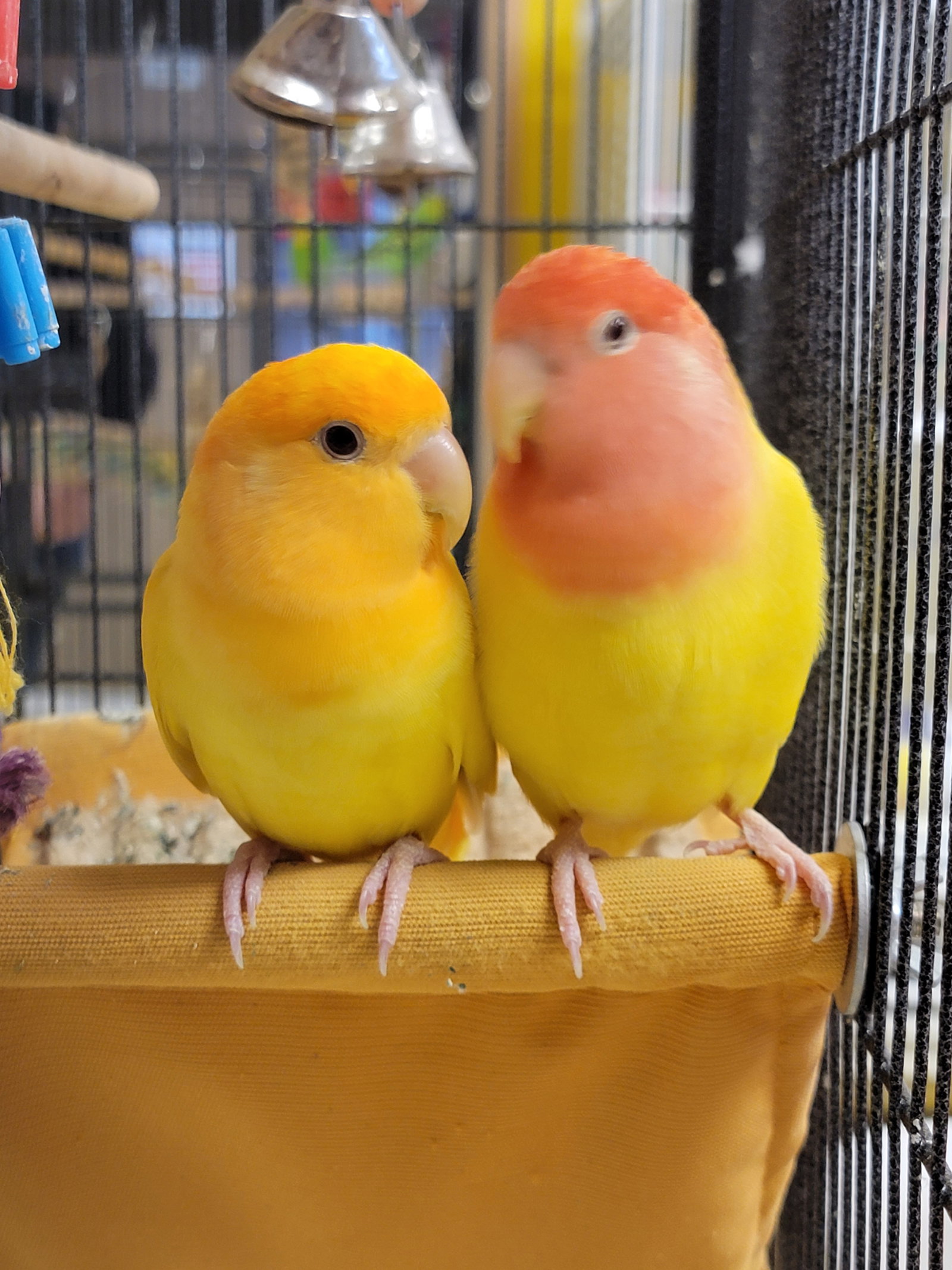 Lovebirds' Web Page