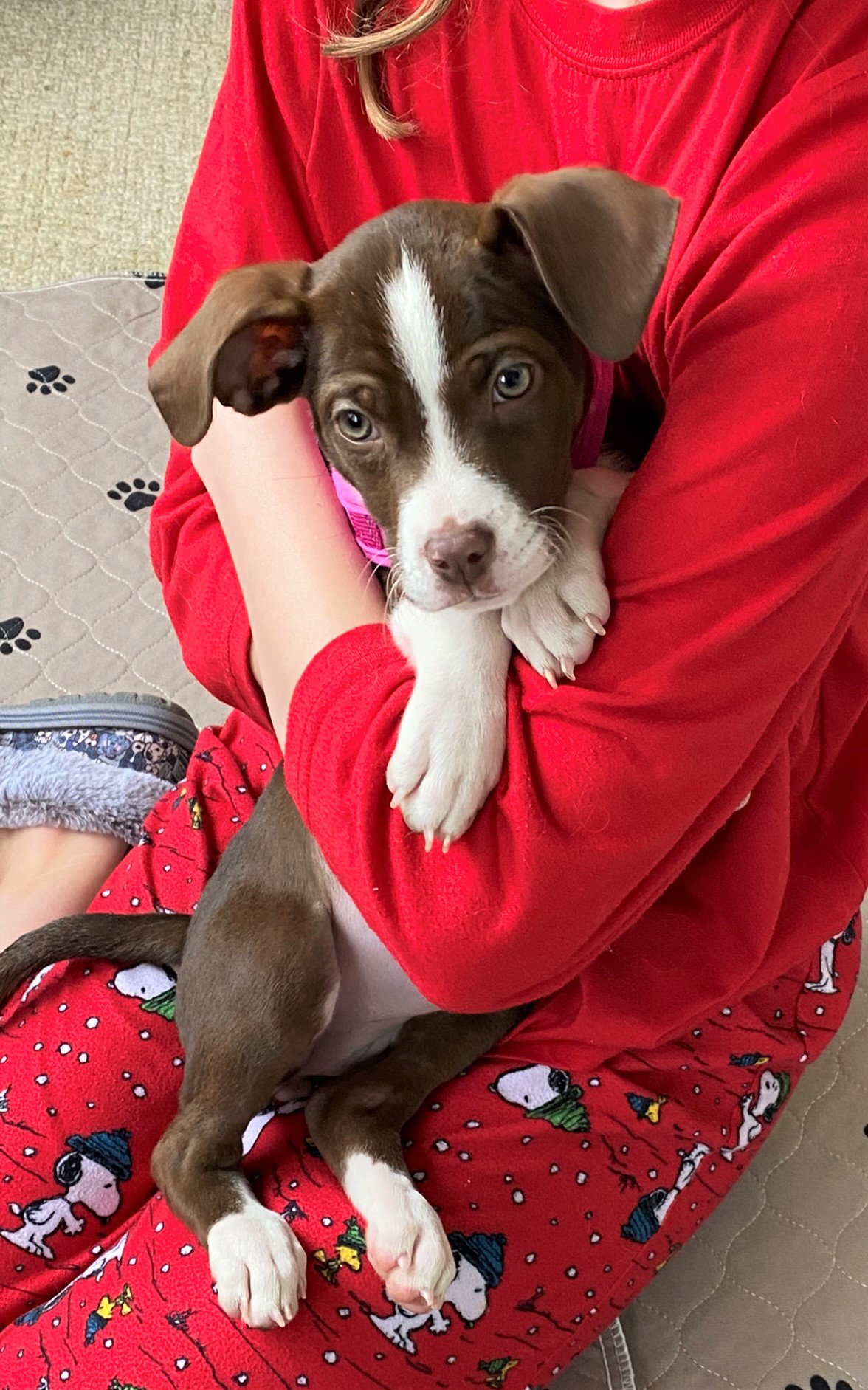Adopt a Puppy - A.R.F.-Animal Rescue Foundation