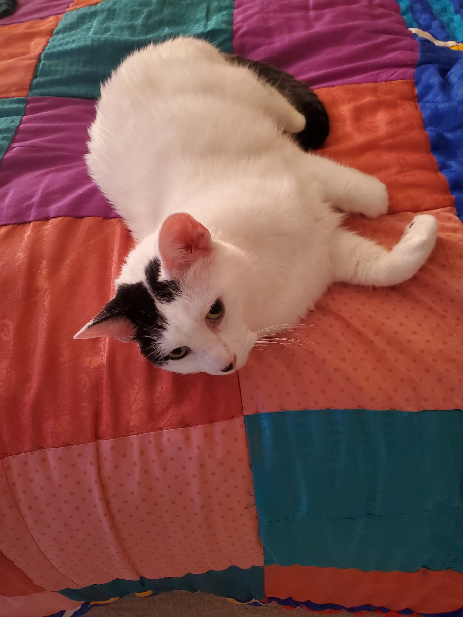 Cats Available for Adoption - A.R.F.-Animal Rescue Foundation