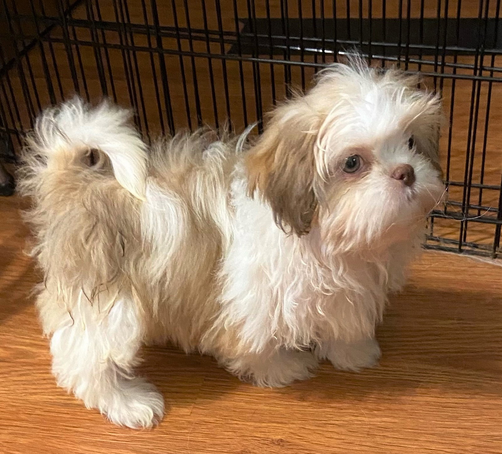 Dog for Adoption - Anna**NO MORE APPS**, a Shih Tzu in Chicago, IL ...