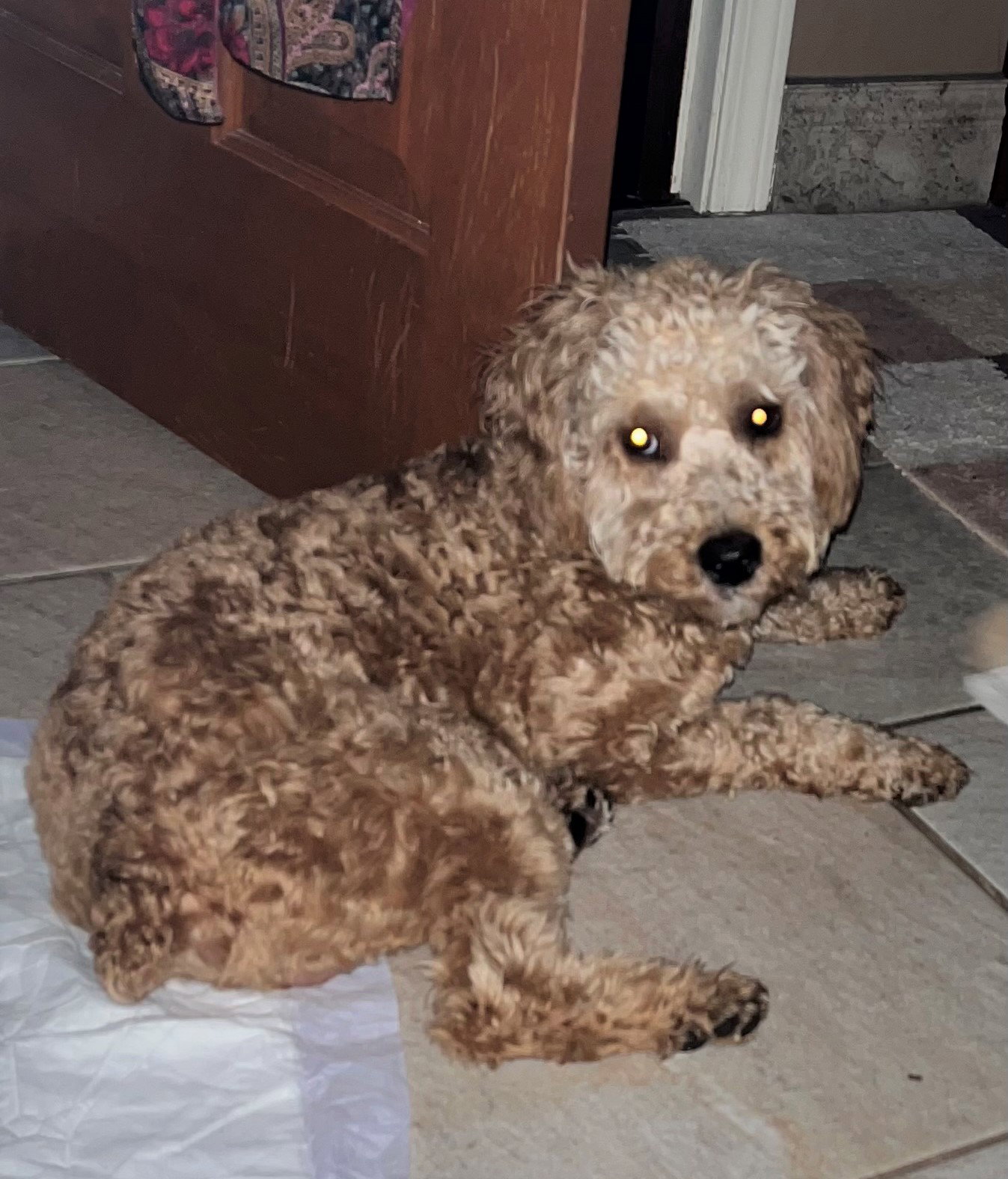 Dog for Adoption - Rusty, a Poodle (Miniature) in Country Club Hills ...