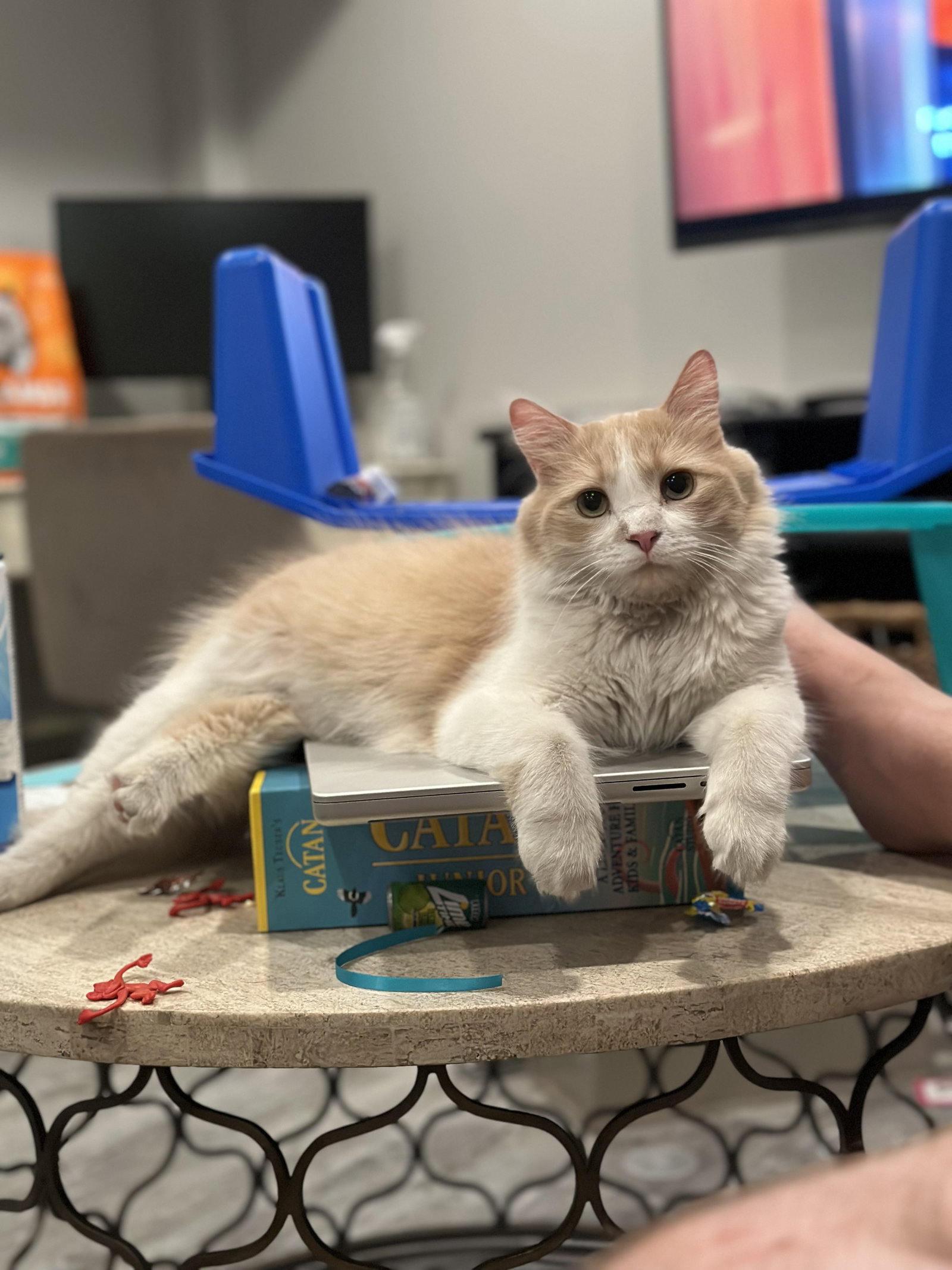 Cat adoption in Wheaton, IL 60189: Domestic Long Hair (long coat) Cat ...