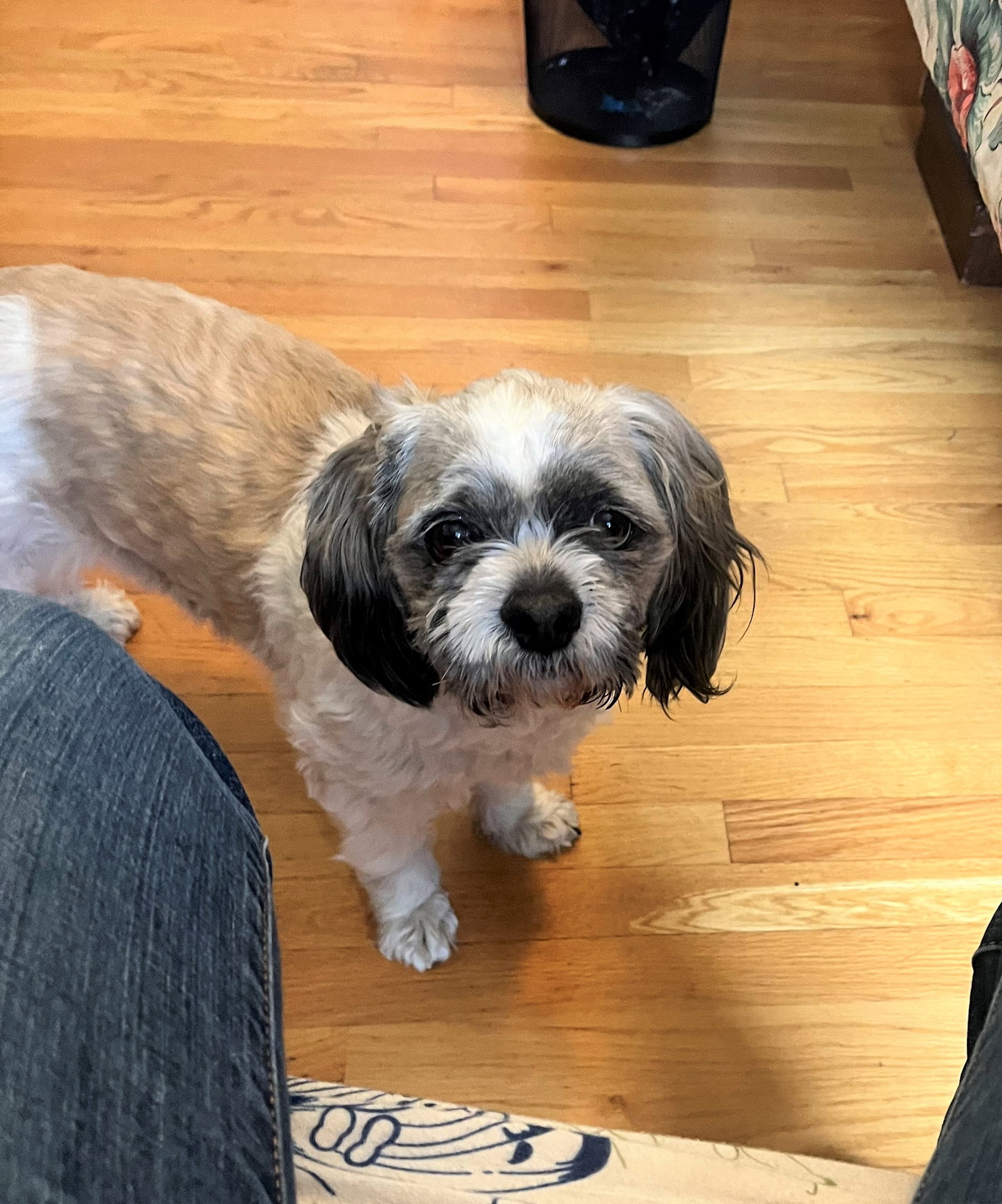 Dog for Adoption - Osito, a Shih Tzu in New Lenox, IL | Alpha Paw