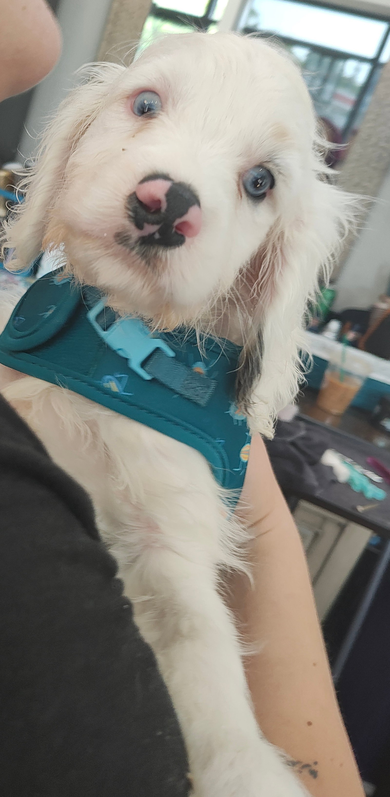 Dog for Adoption - Wilson, a Cavalier King Charles Spaniel in Beecher ...