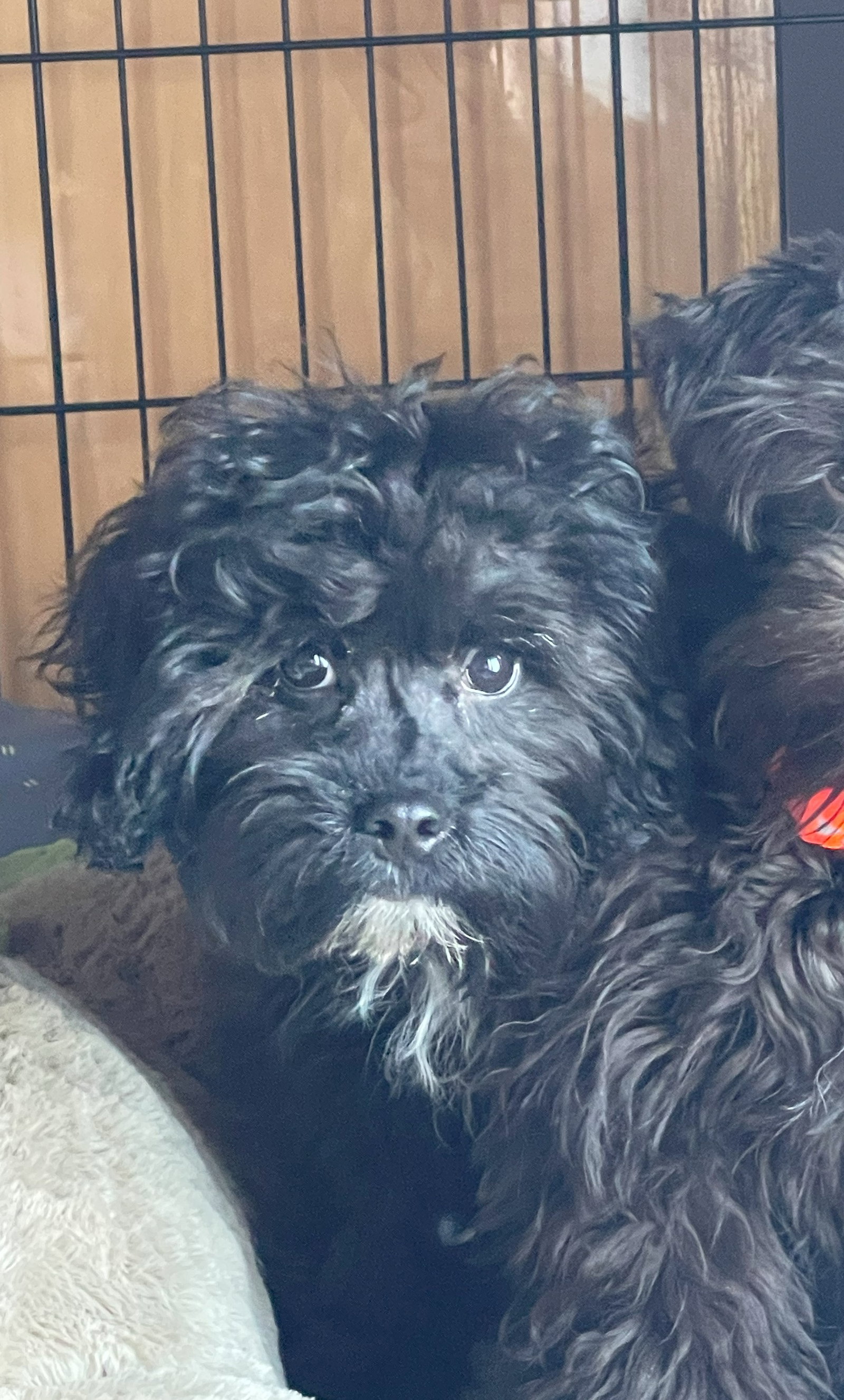 Adopt a Puppy - A.R.F.-Animal Rescue Foundation