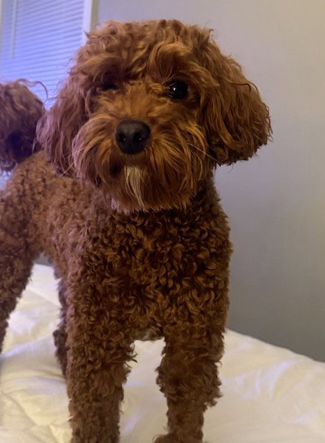Dog for Adoption - Nalu, a Poodle (Miniature) in Wheeling, IL | Alpha Paw