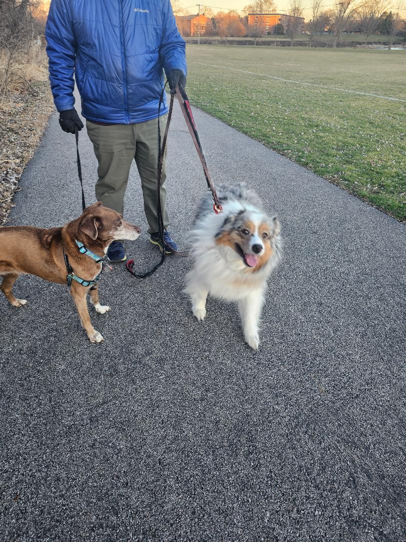 Dog for Adoption - Oakley, a Australian Shepherd in Hobart, IN | Alpha Paw