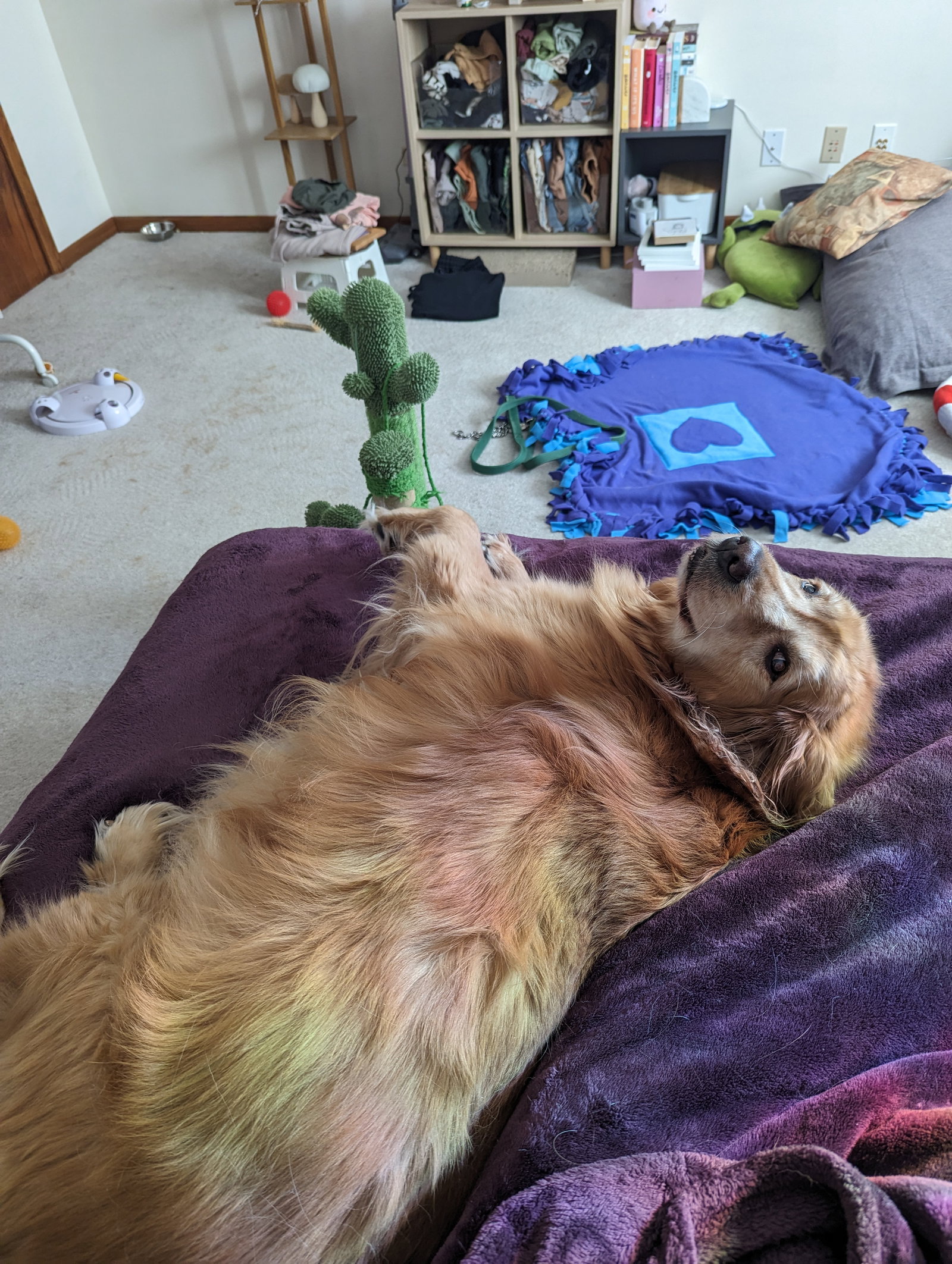 Dog for Adoption - Chance, a Golden Retriever in Chicago Ridge, IL ...