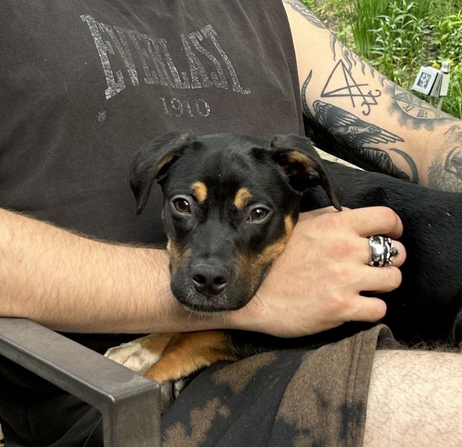 Dog for Adoption - Thor, a Shepherd in Englewood, IL | Alpha Paw
