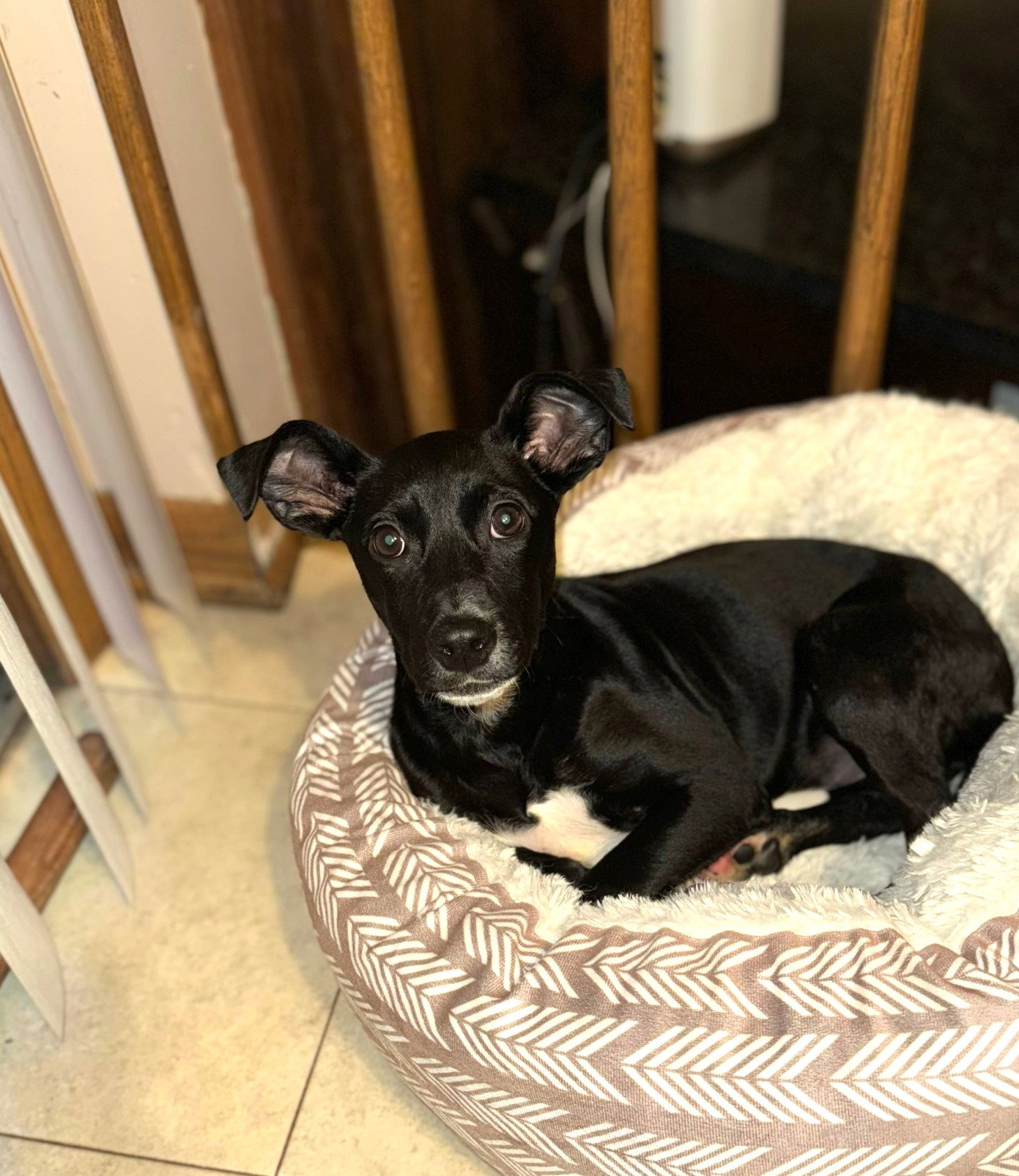 Adopt a Puppy - A.R.F.-Animal Rescue Foundation