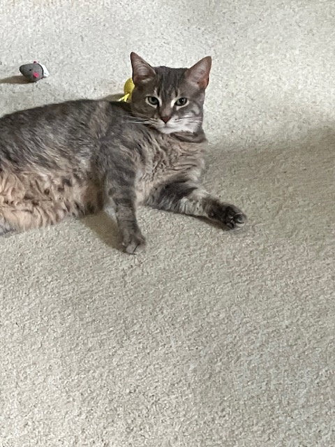 Adopt a Declawed Cat - A.R.F.-Animal Rescue Foundation