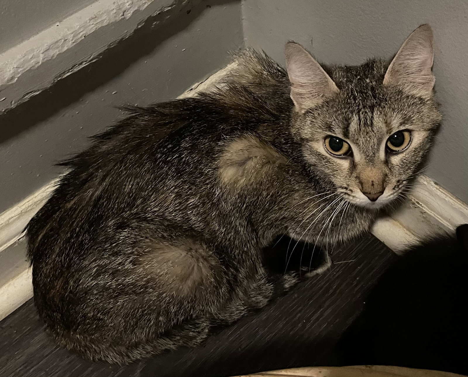 Cat adoption in Lexington, SC 29071: Torbie / Domestic Short Hair ...