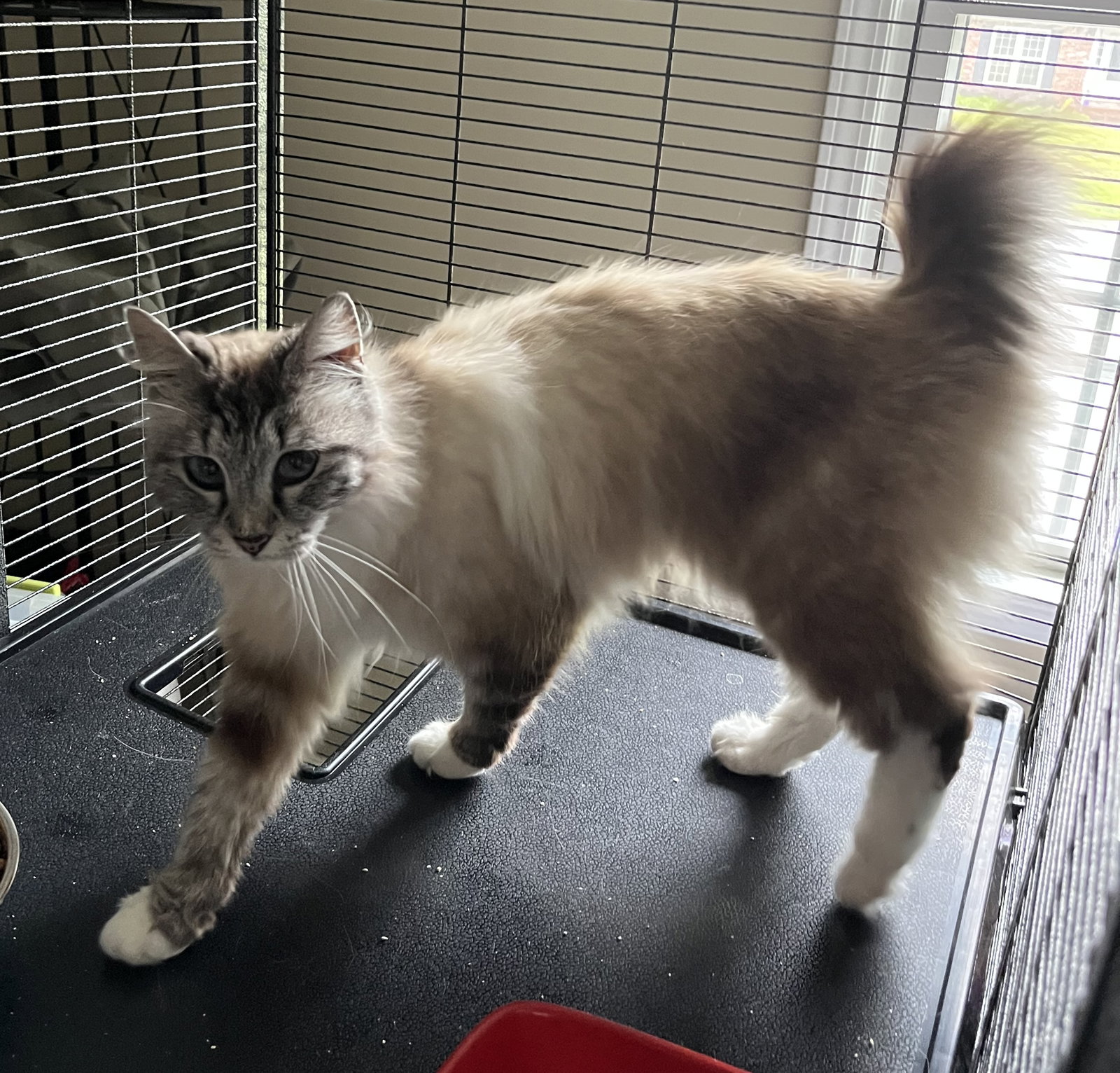 Cats for Adoption in Bamberg, South Carolina | Alpha Paw