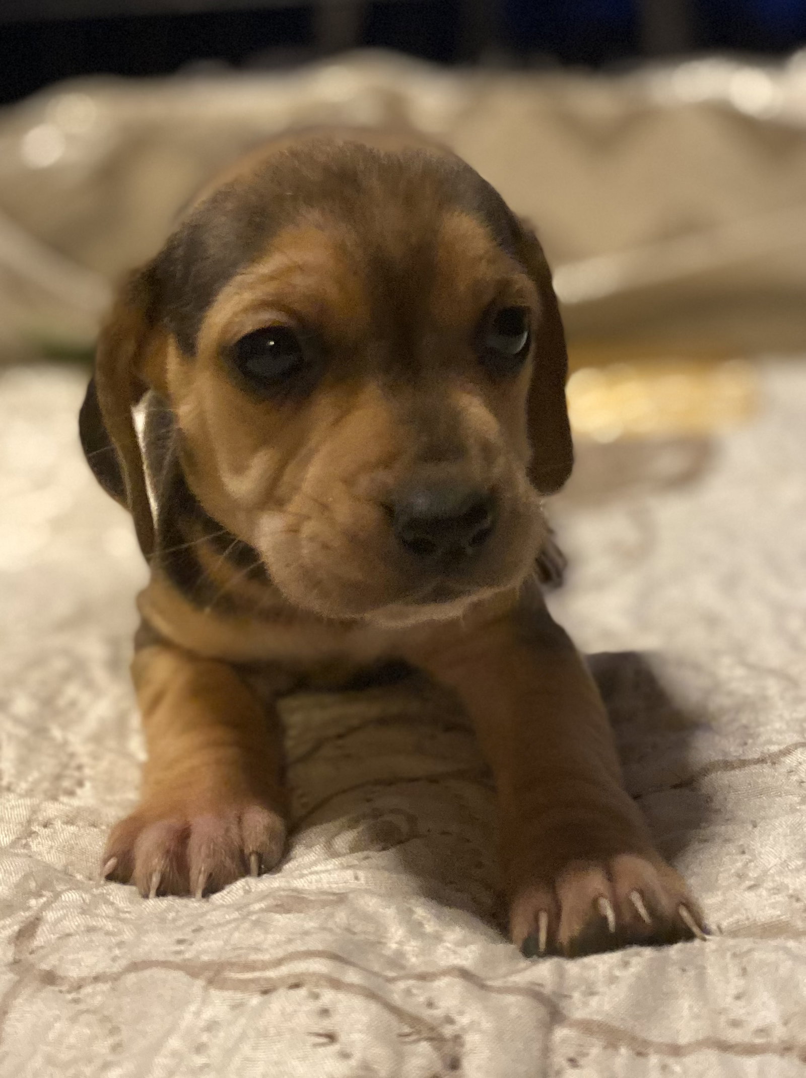 Dog for Adoption - Roman, a Beagle in Columbia, SC | Alpha Paw